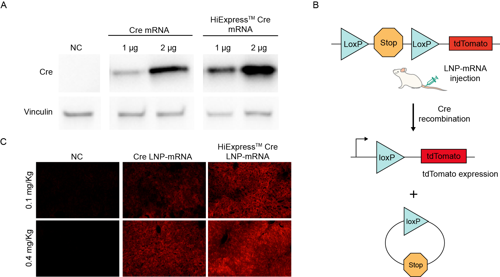 VectorBuilder | Revolutionizing Gene Delivery.